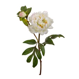 Mr Plant, Pion 50 cm rosa - Kitchnsverige.se