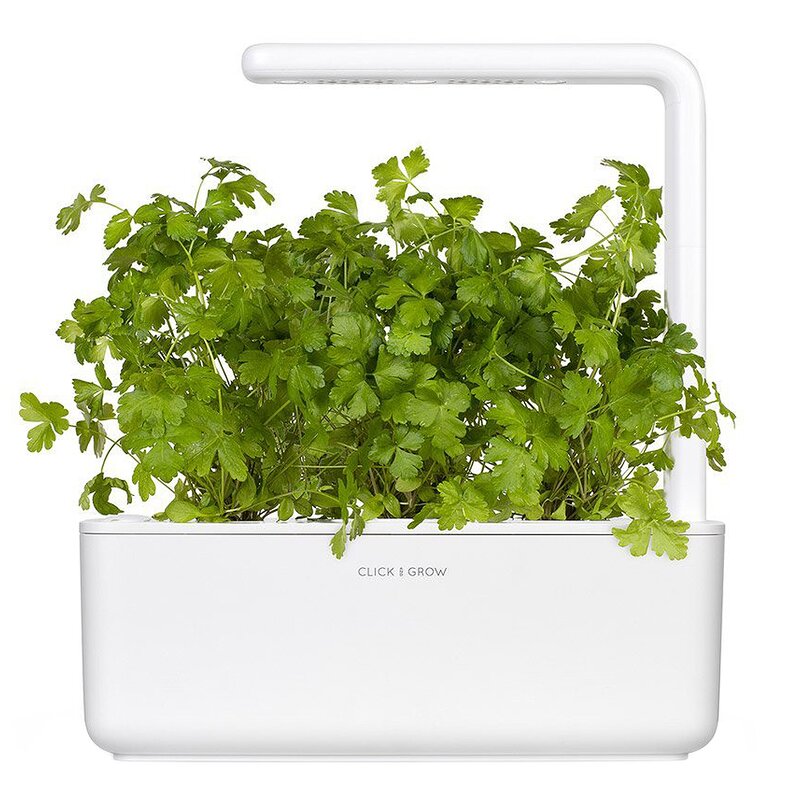Click & Grow, Smart Garden Refill 3-pack kruspersilja - Kitch'n